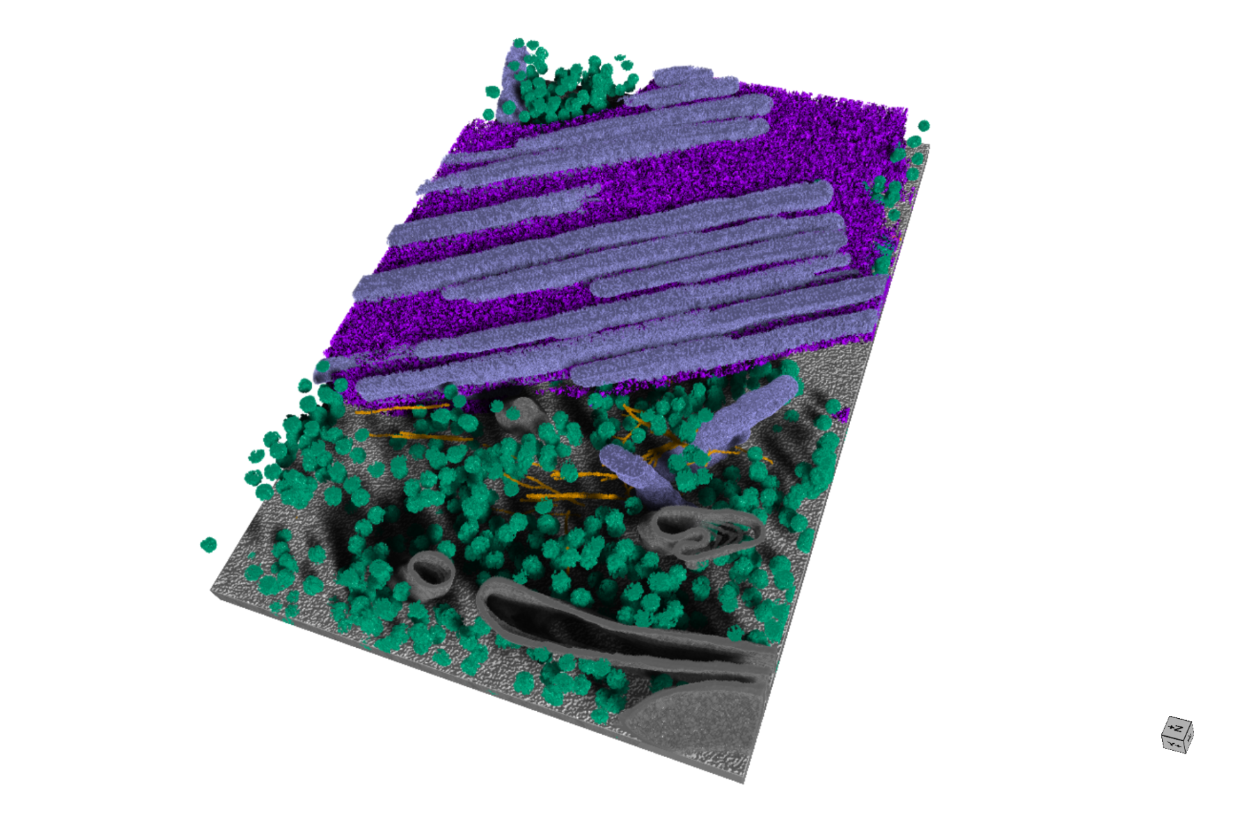 How the Ebola virus multiplies in cells - BioRN - Life Science Cluster ...