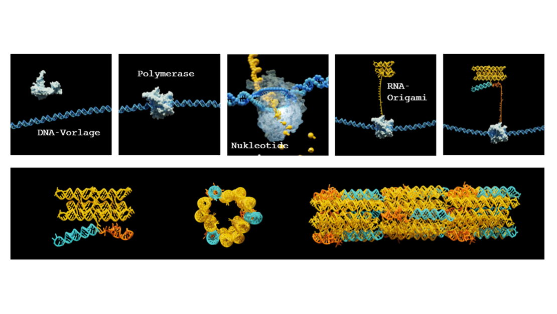 RNA Origami: Artificial Cytoskeletons to Build Synthetic Cells - BioRN ...