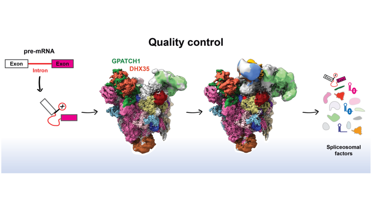 Quality Assurance in the Cell: Preventing Defective Protein Blueprints ...